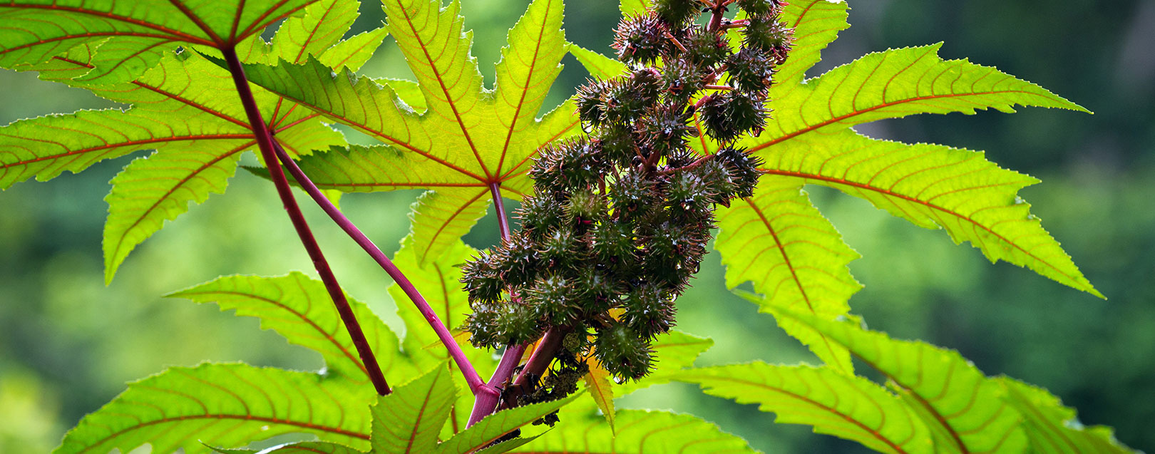 Castor oil from the castor tree – MySupernaturals